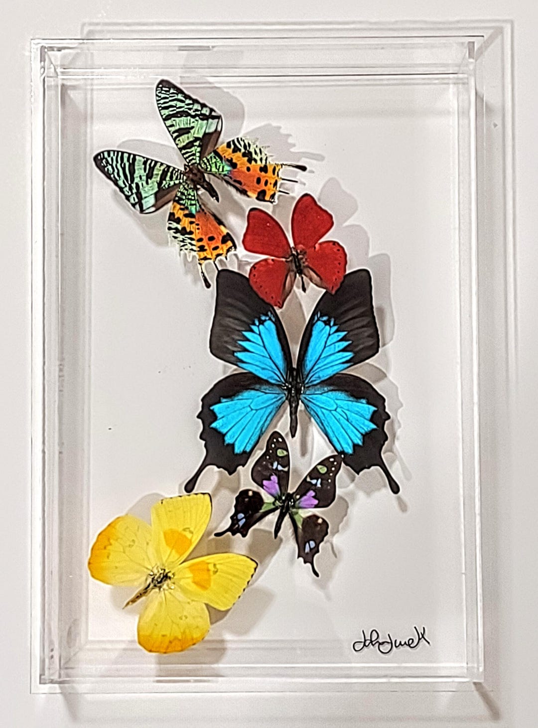 NEW 8x12" Butterfly Display, Framed Butterflies, Mounted Butterflies ...