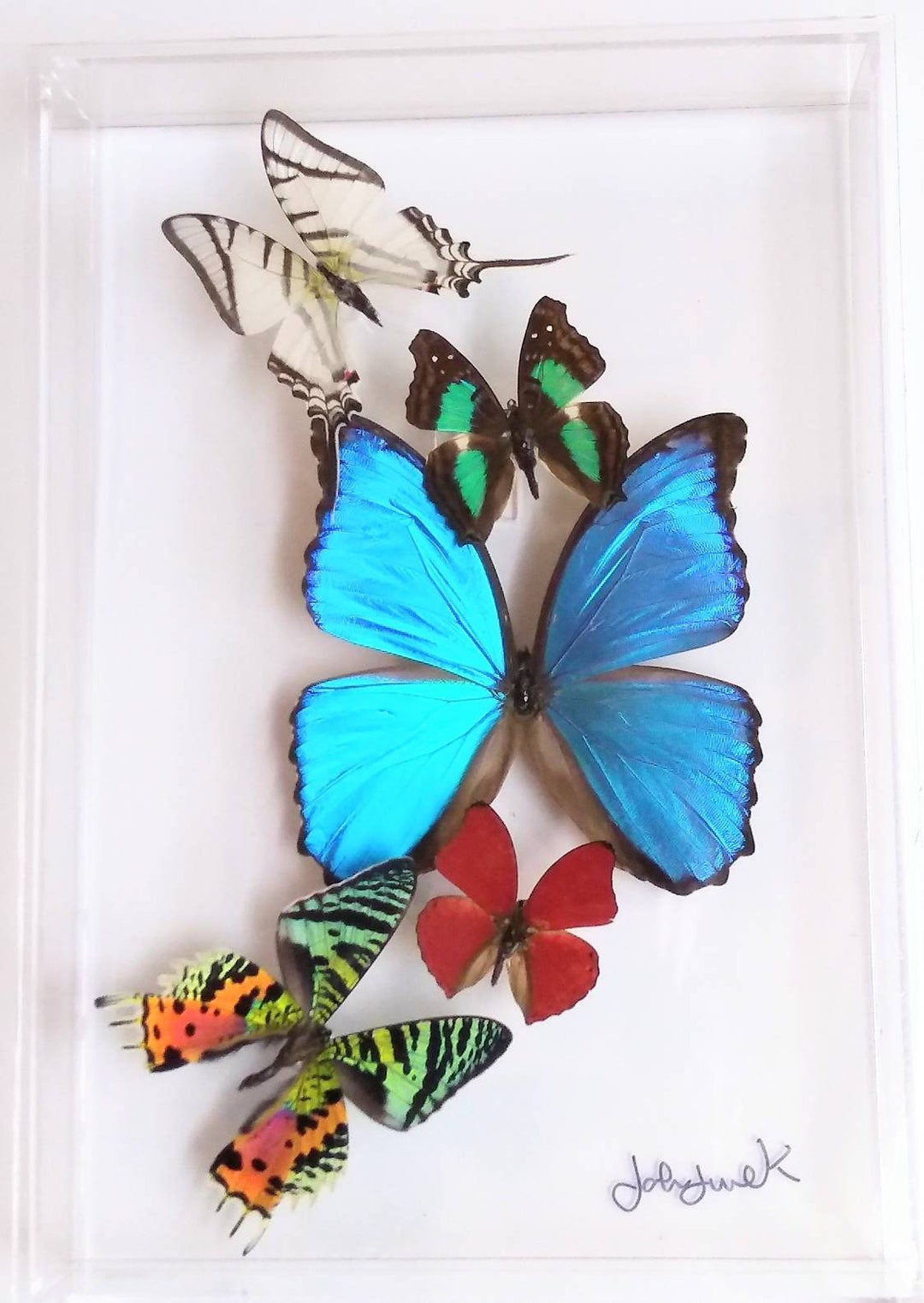 Butterfly Display, Framed Butterflies, Mounted Butterflies, Butterfly ...