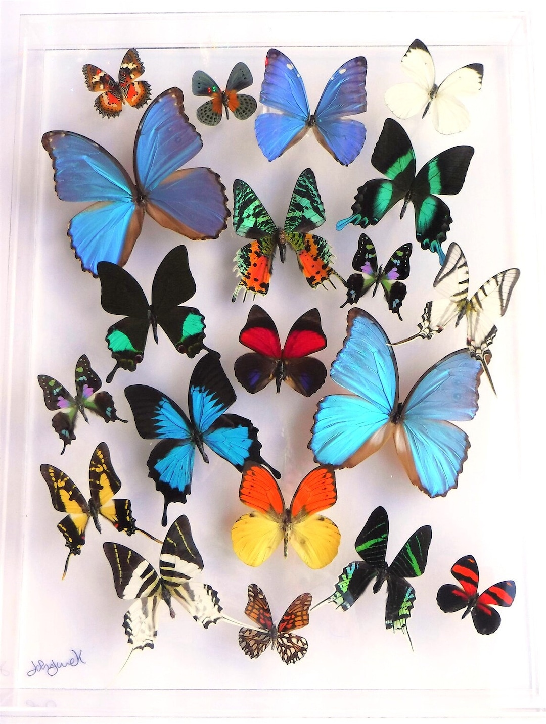 Butterfly Display, Framed Butterflies, Mounted Butterflies, Butterfly ...
