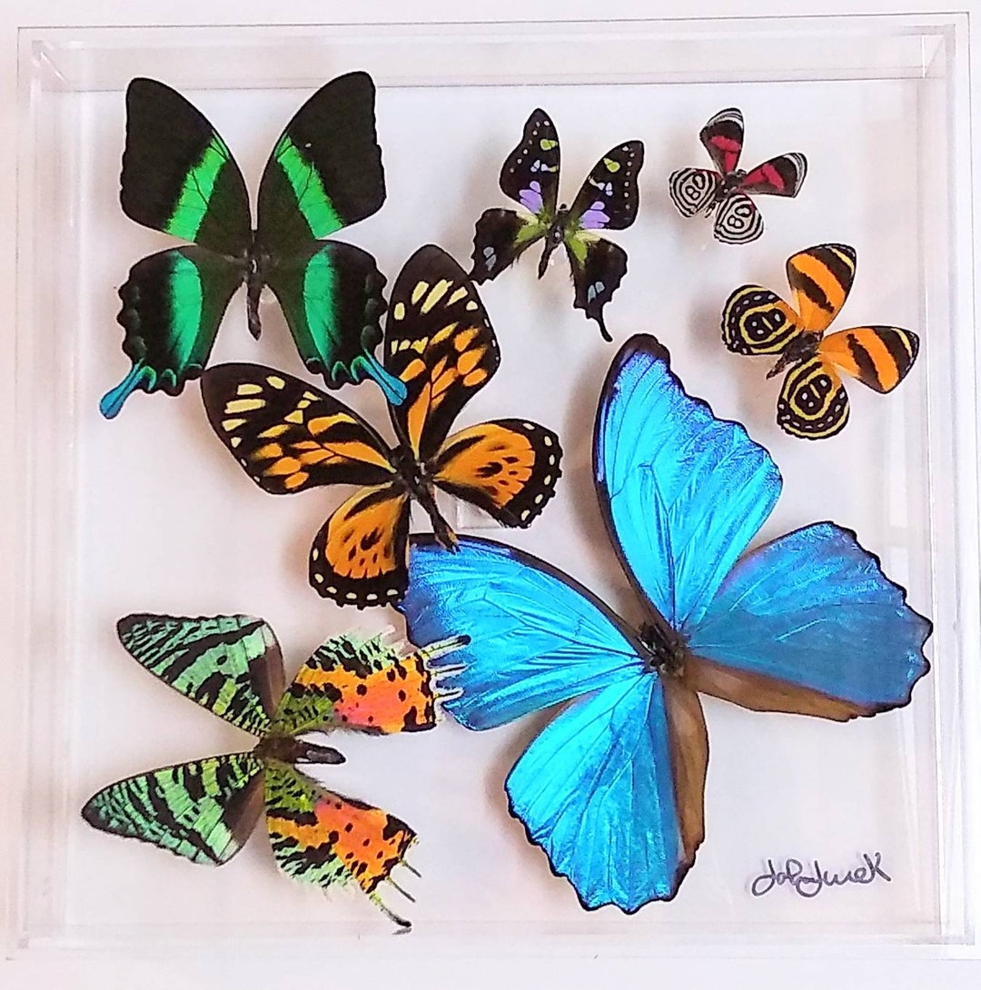 Butterfly Display, Framed Butterflies, Mounted Butterflies, Butterfly ...