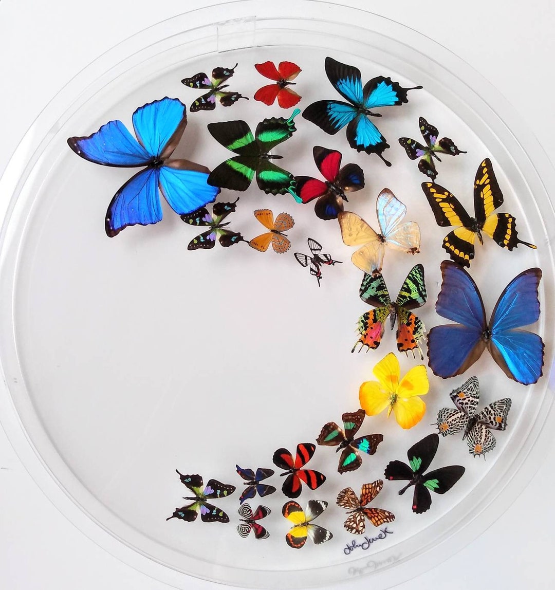 Butterfly Display, Framed Butterflies, Mounted Butterflies, Butterfly ...