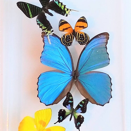 NEW Framed Butterflies Mounted Butterflies Butterfly - Etsy