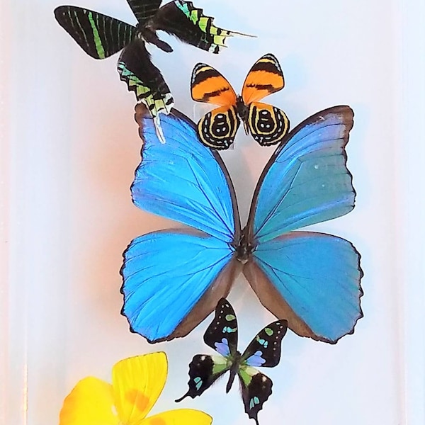 Real Butterfly Art - Etsy
