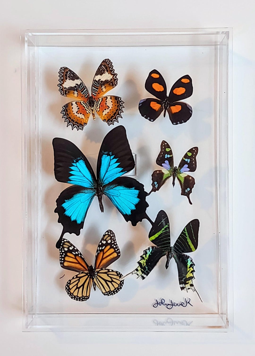 Butterfly Display, Framed Butterflies, Mounted Butterflies, Butterfly ...
