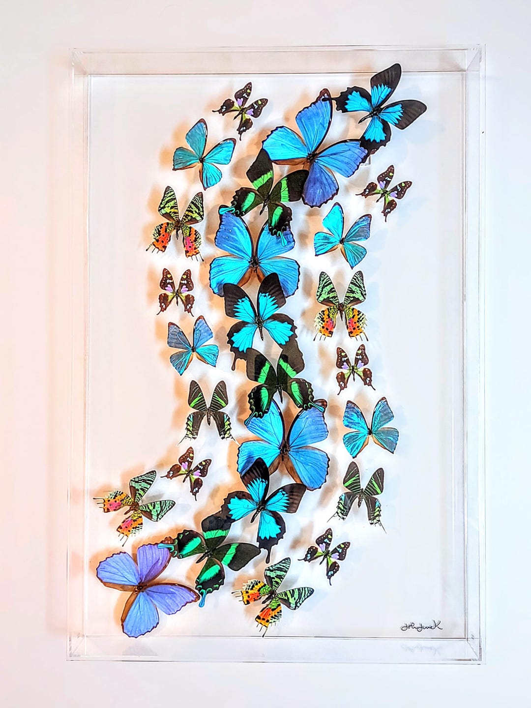 20x30 Mounted Butterflies, Real Butterfly, Butterfly Display, Framed ...