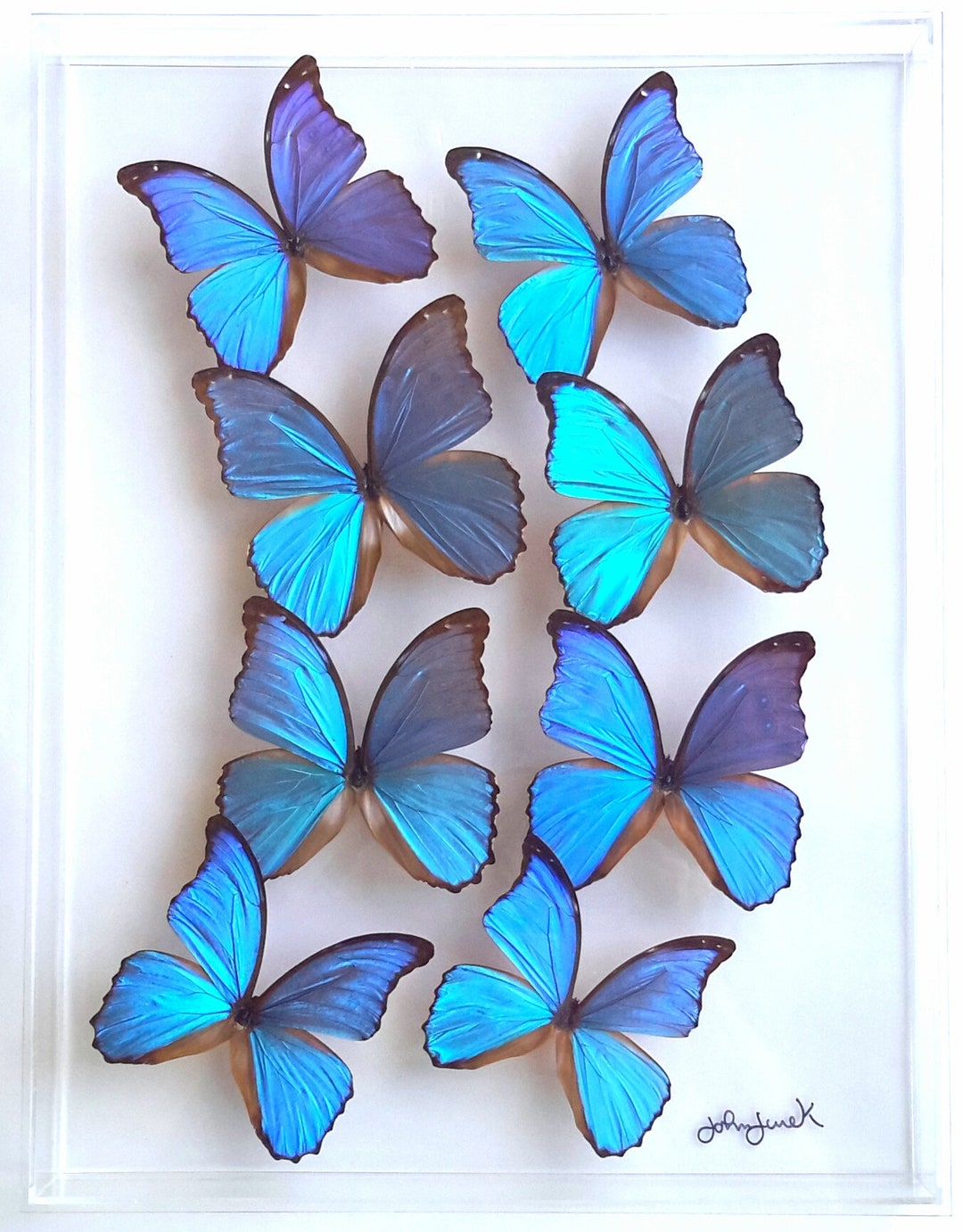 Framed Butterflies, Mounted Butterflies, Butterfly Displays, Butterfly ...