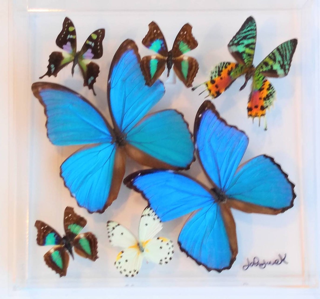 Butterfly Display, Framed Butterflies, Mounted Butterflies, Butterfly ...