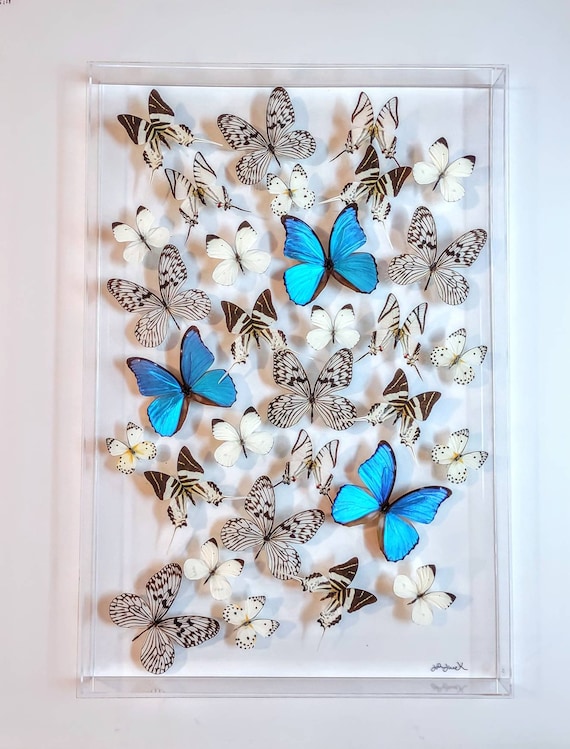 NEW Butterfly Displays Real Butterfly Artwork Mounted - Etsy