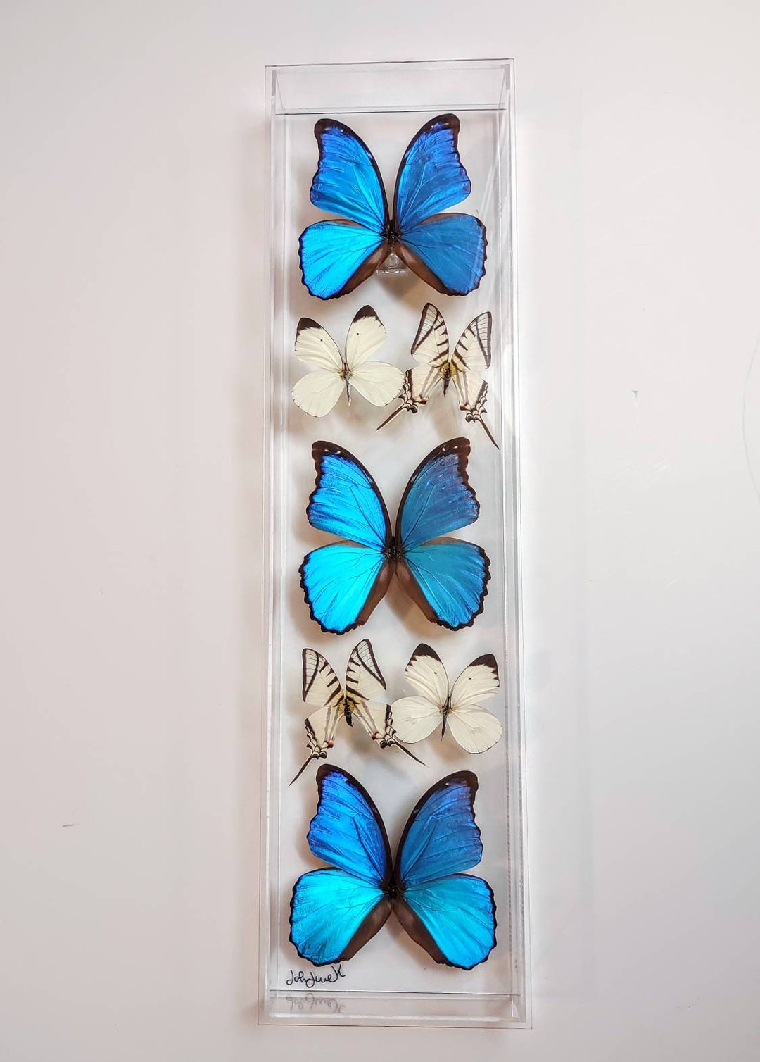 Butterfly Display, Framed Butterflies, Mounted Butterflies, Butterfly ...