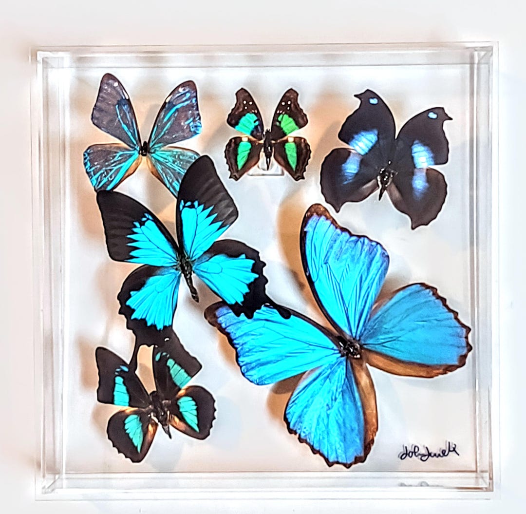 Butterfly Display, Framed Butterflies, Mounted Butterflies, Butterfly ...
