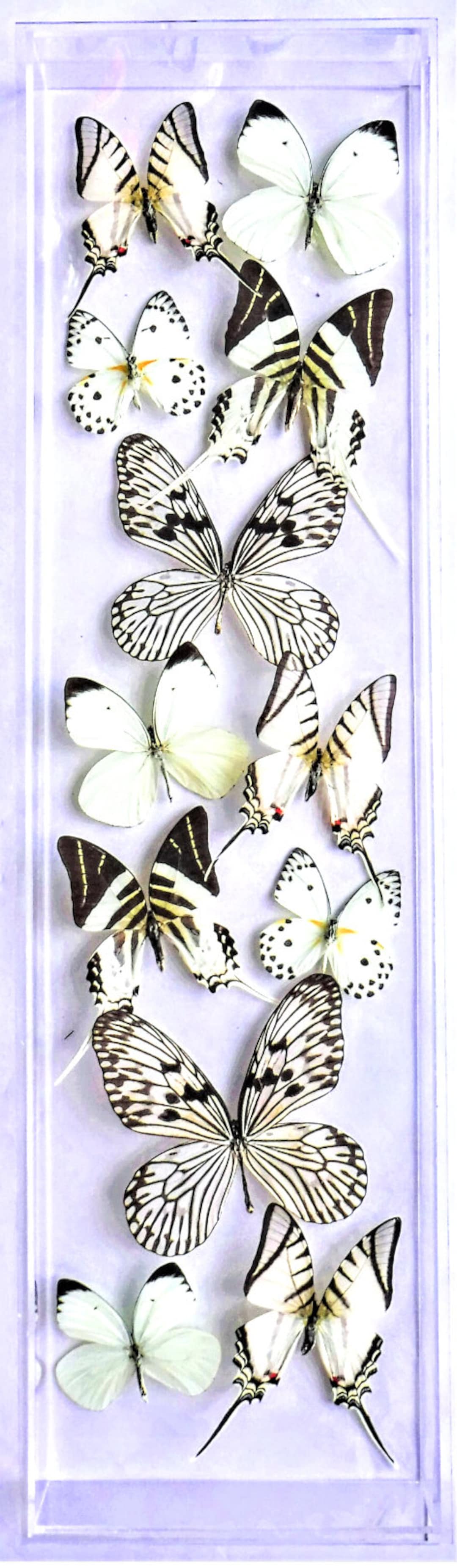 Butterfly Display, Framed Butterflies, Mounted Butterflies, Butterfly ...