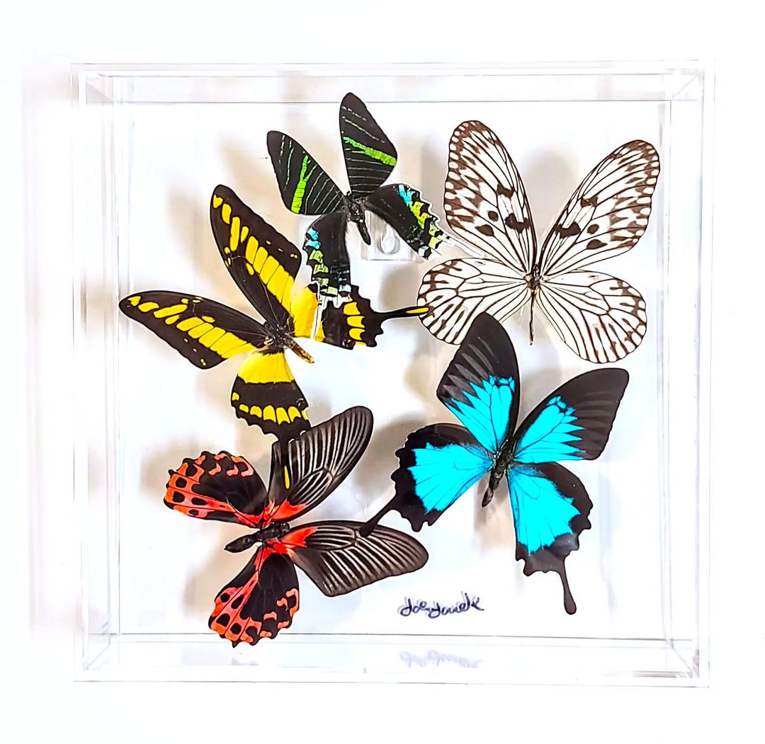 10x10 NEW!, Real Butterfly Display, Real Butterflies Mounted in an ...