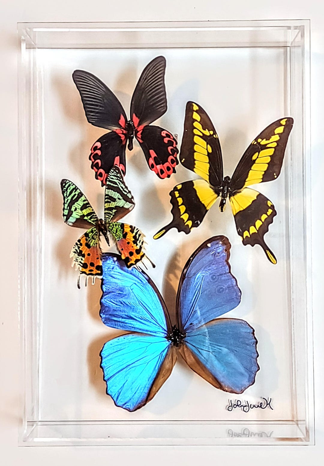 NEW 8x12" Butterfly Display, Framed Butterflies, Mounted Butterflies ...