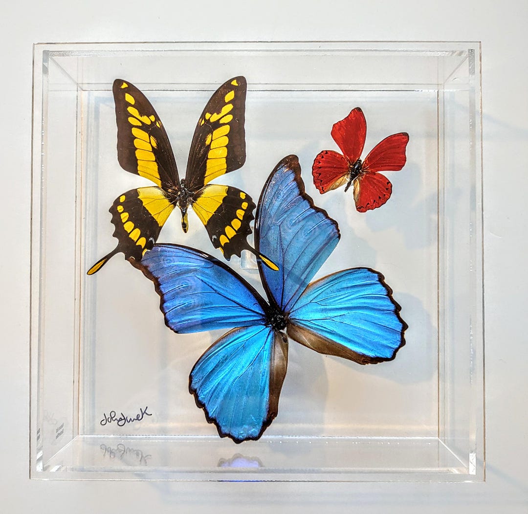 Butterfly Display, Framed Butterflies, Mounted Butterflies, Butterfly ...