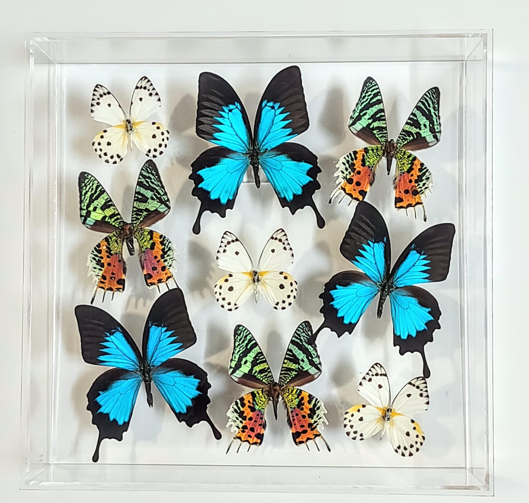 Butterfly Display, Framed Butterflies, Mounted Butterflies, Butterfly ...