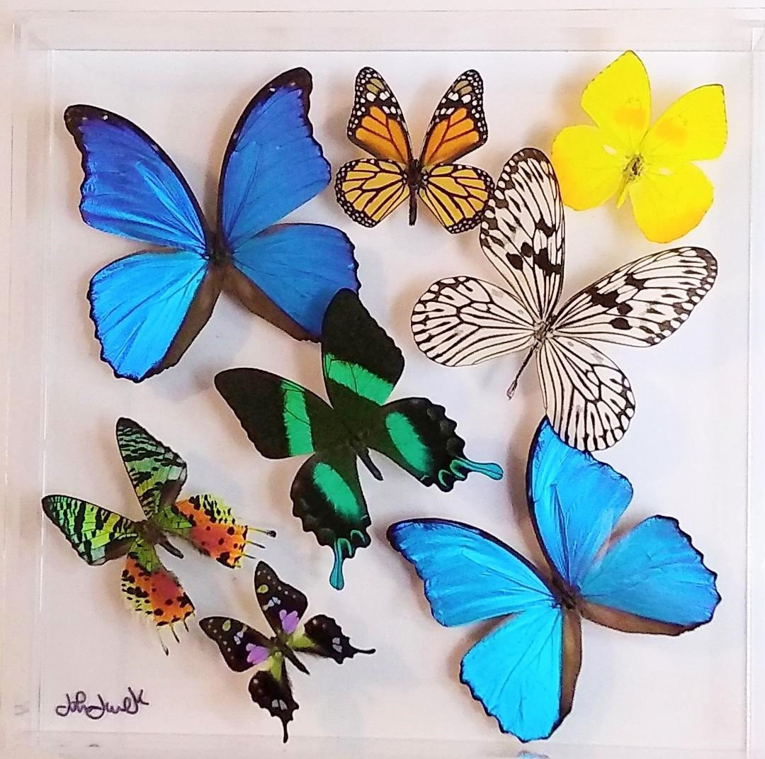Butterfly Display, Framed Butterflies, Mounted Butterflies, Butterfly ...