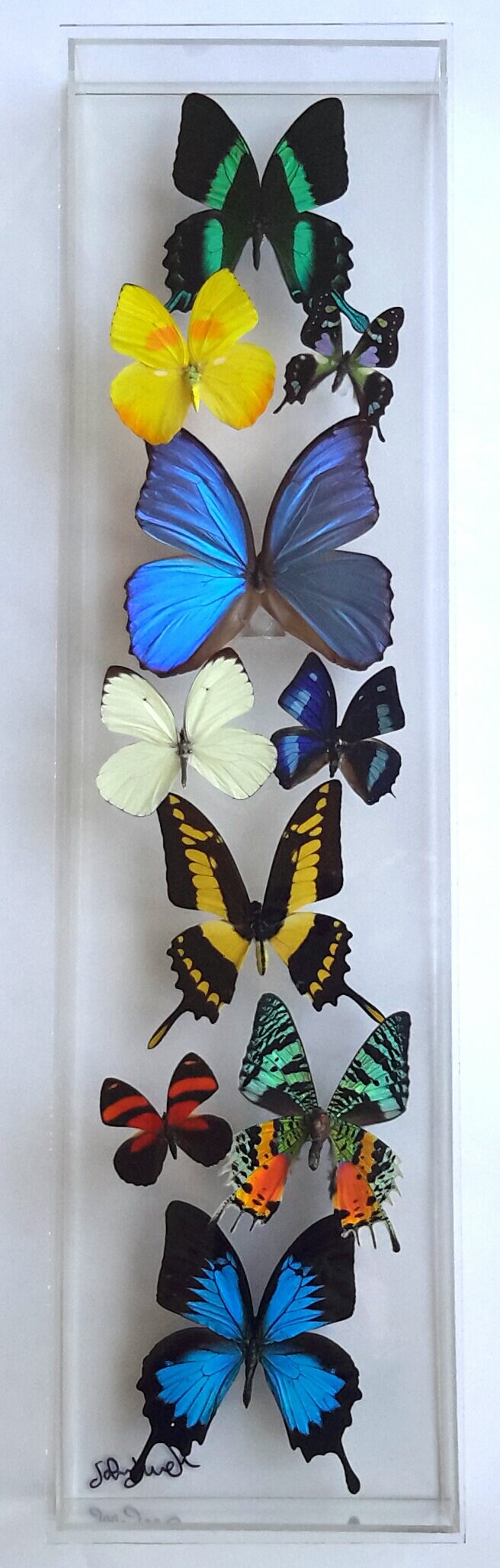 Butterfly Display Framed Butterflies Mounted Butterflies - Etsy