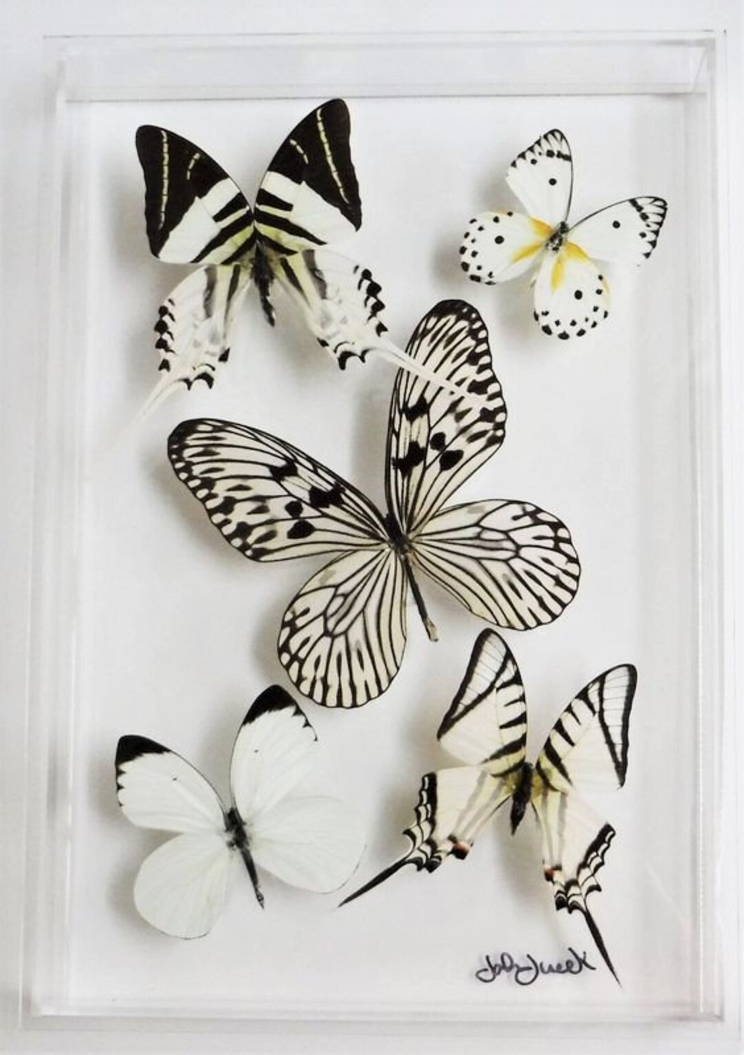 Butterfly Displays, Mounted Butterflies, Framed Butterflies , Butterfly ...