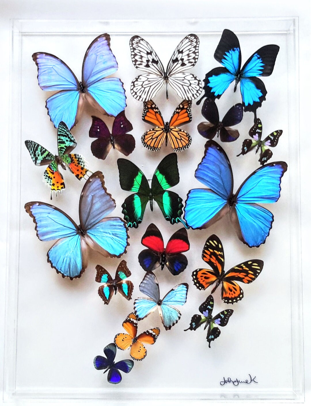 Butterfly Display, Framed Butterflies, Mounted Butterflies, Butterfly ...