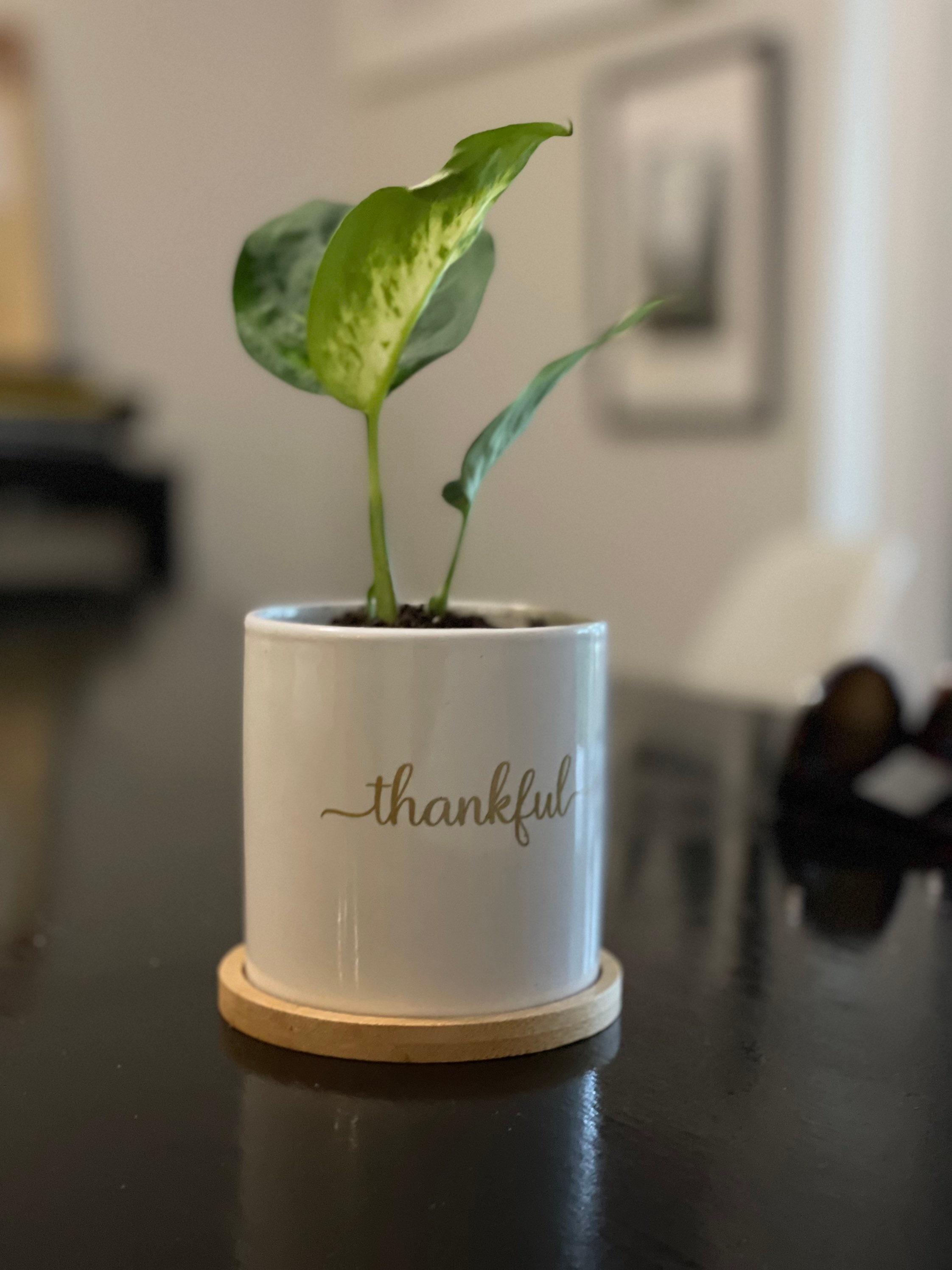 Personalized Planters. Business Logo. Company Gift With Logo. | Etsy