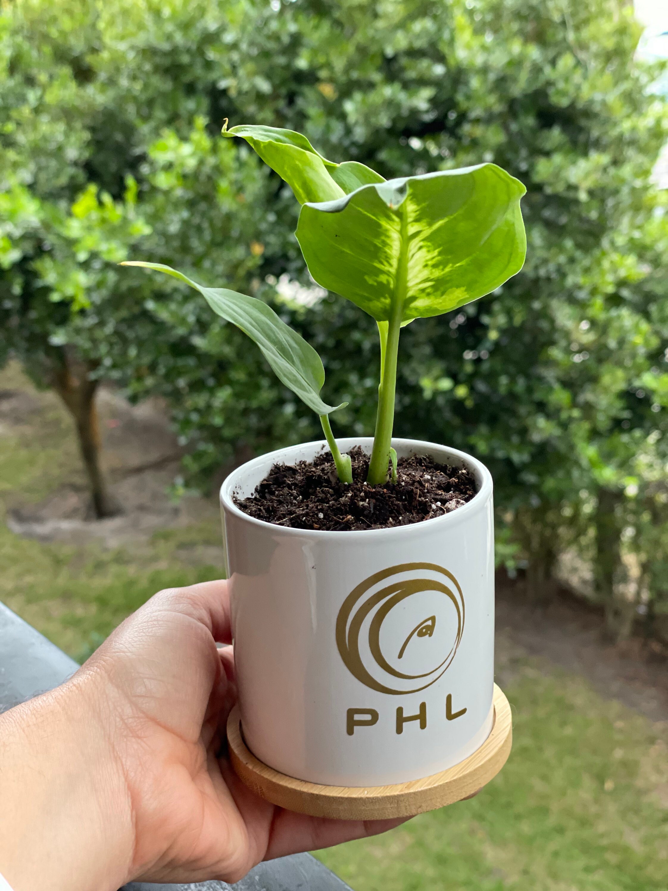 Personalized Planters. Business Logo. Company Gift With Logo. | Etsy