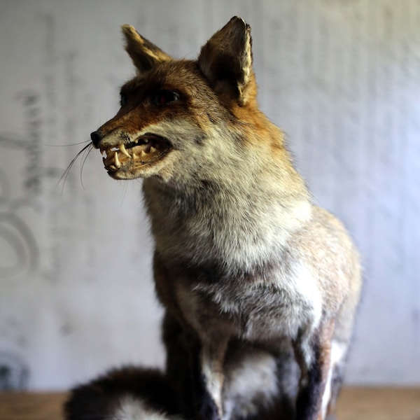 Fox Taxidermy - Etsy