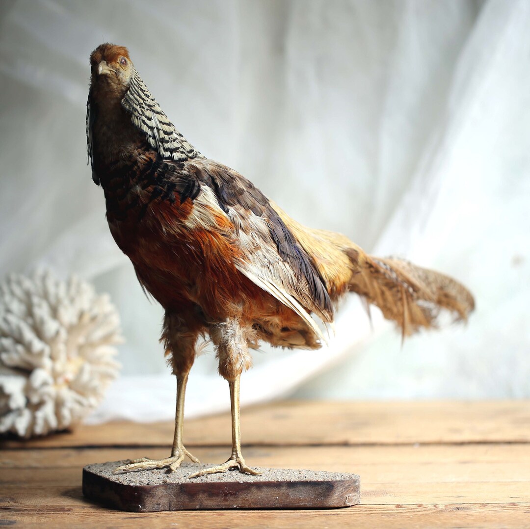 Antique Taxidermy Chinese Golden Pheasant Stuffed & Mounted Trophy Bird ...
