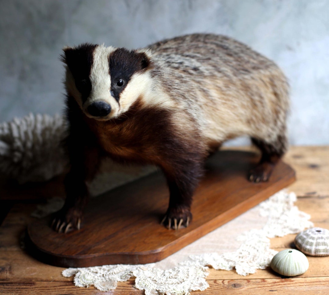 Antique Taxidermy Badger Stuffed European Badger Mount Vintage French ...