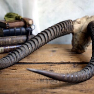 HUGE African Antelope Horns Large Antique Taxidermy Skull Big Game ...