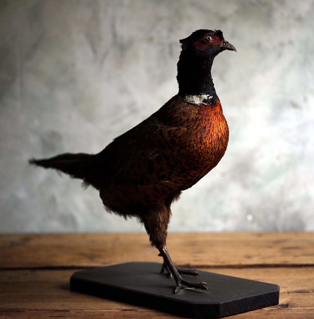 Vintage Adult Taxidermy Pheasant Stuffed & Mounted Male Trophy Bird French Country House ...