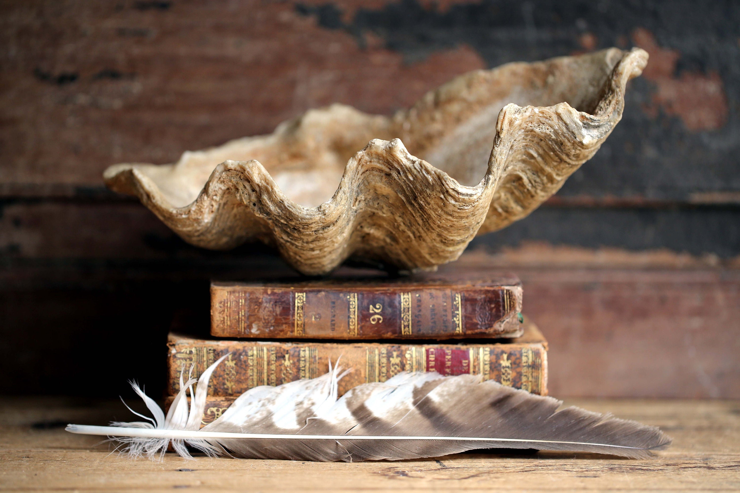 Giant Ruffled Clam Shell