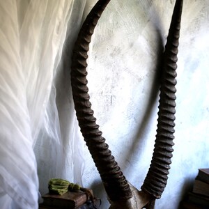 HUGE African Antelope Horns Large Antique Taxidermy Skull Big Game ...