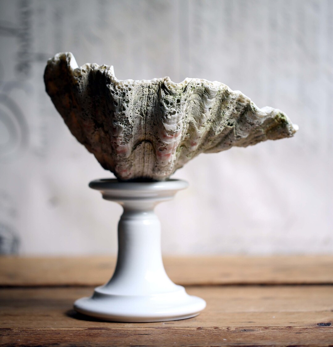 Large Antique Giant Clam Shell Specimen Vintage Ruffled Tridacna Gigas ...