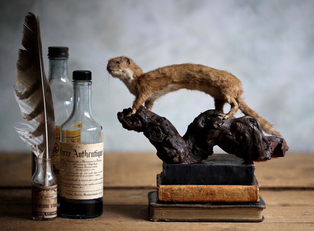 Antique Stuffed Weasel Vintage Taxidermy French Country House - Etsy