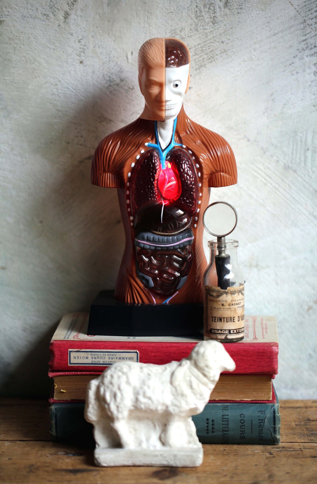 Vintage Anatomical Model Small Torso Anatomy Teaching Aid Medical ...