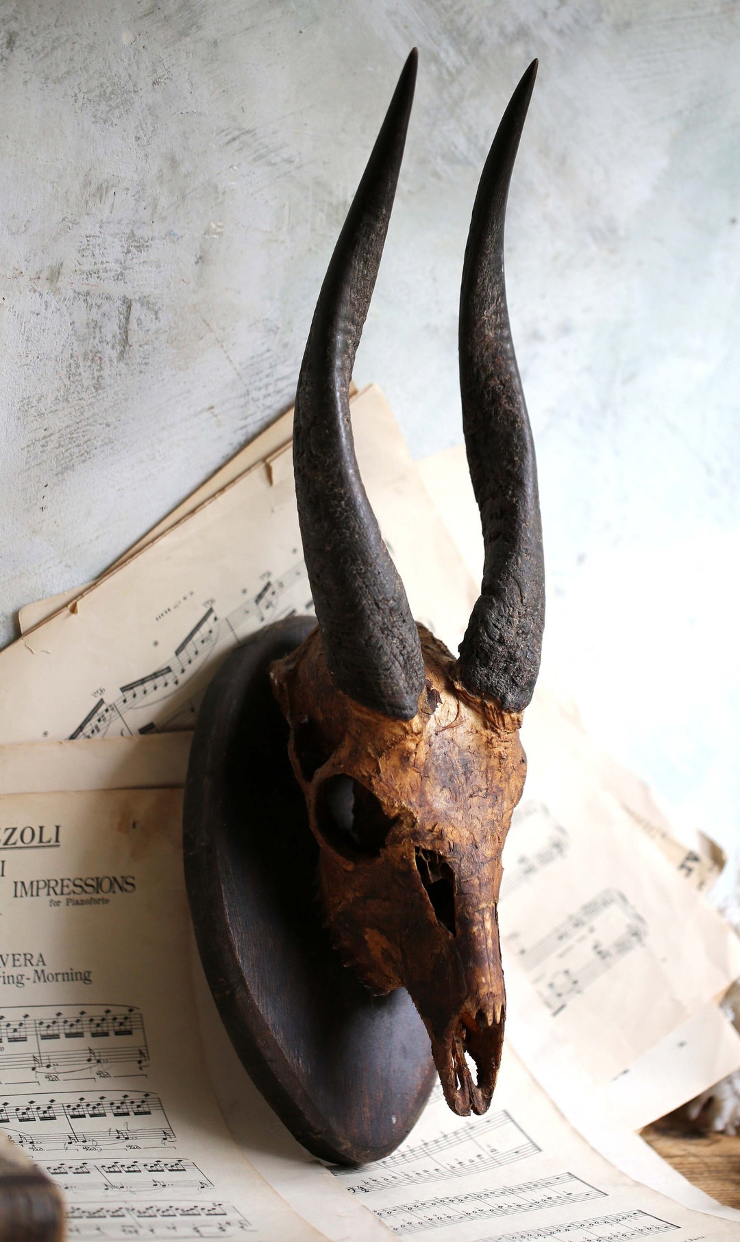 African Antelope Horns Antique Wall Mounted Taxidermy Big Game Country ...