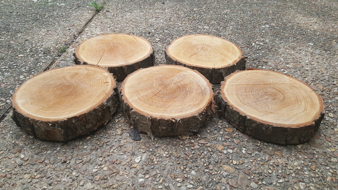 Log Slice Live Edge 10-12 Rustic Centerpiece - Etsy