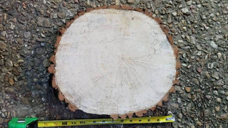 Log slice live edge 10-12 Rustic centerpiece | Etsy