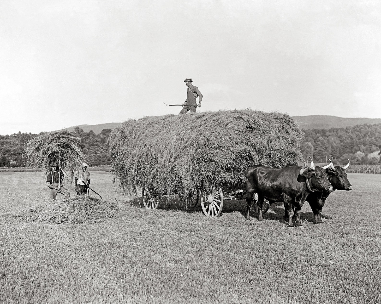 Farmers Cutting Hay, 1906. Digital Photo Download. Vintage Black ...