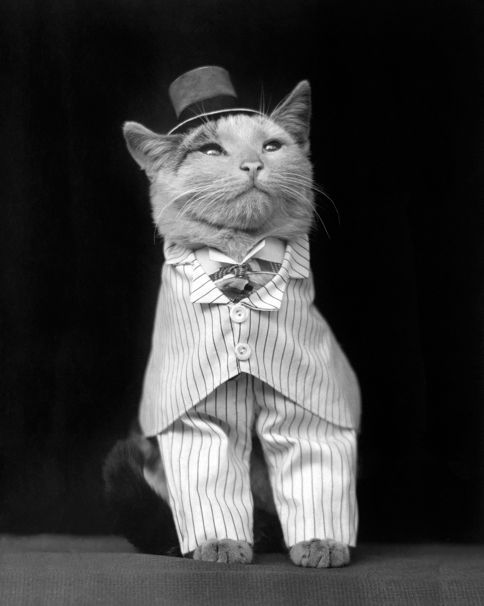 The Dapper Cat 1906. Vintage Photo Reproduction Poster Print. - Etsy