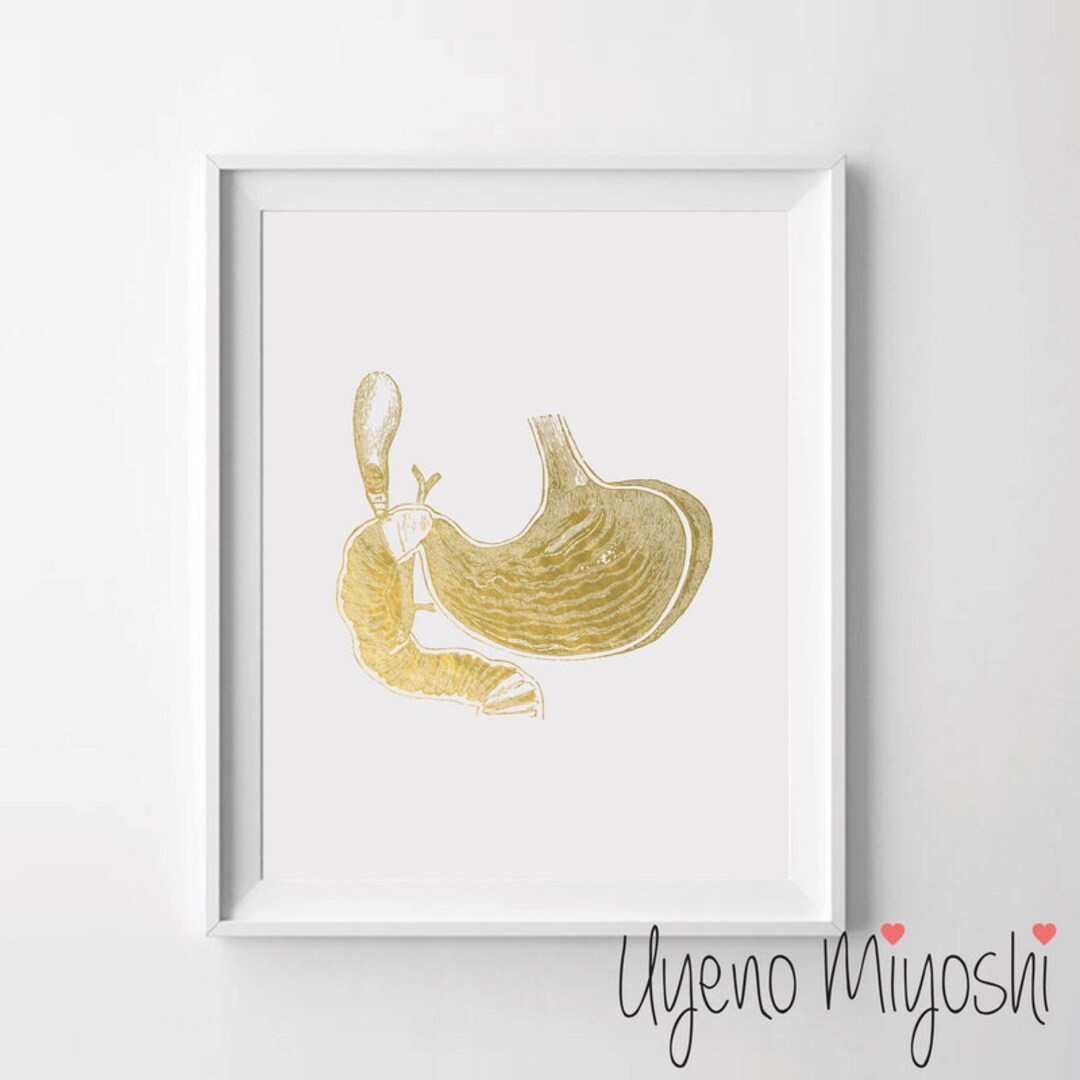 Human Stomach Anatomy Gold Foil Print, Gold Print, Custom Print in Gold ...