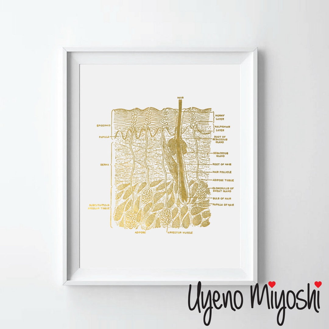 Human Skin Anatomy Gold Foil Print, Gold Print, Human Skin Cross ...