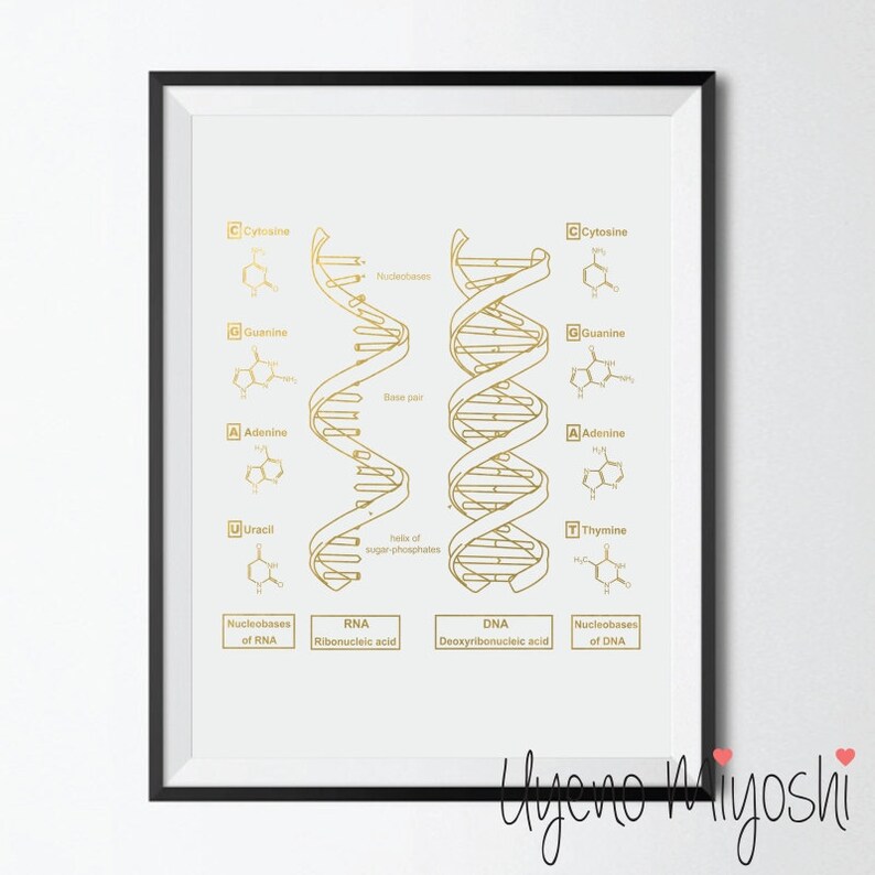 DNA and Rna Strand Gold Foil Print, Gold Print, Custom Print in Gold ...