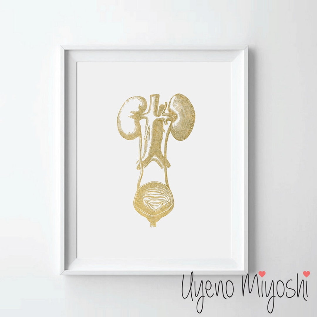 Human Kidney I Anatomy Gold Foil Print, Gold Print, Kidneys and Bladder ...