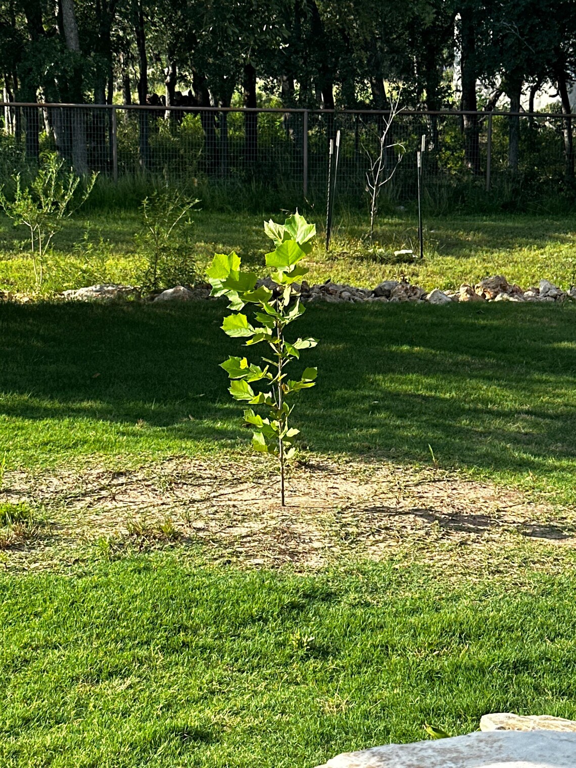 50 Mexican Sycamore (platanus Mexicana) Seeds - Etsy
