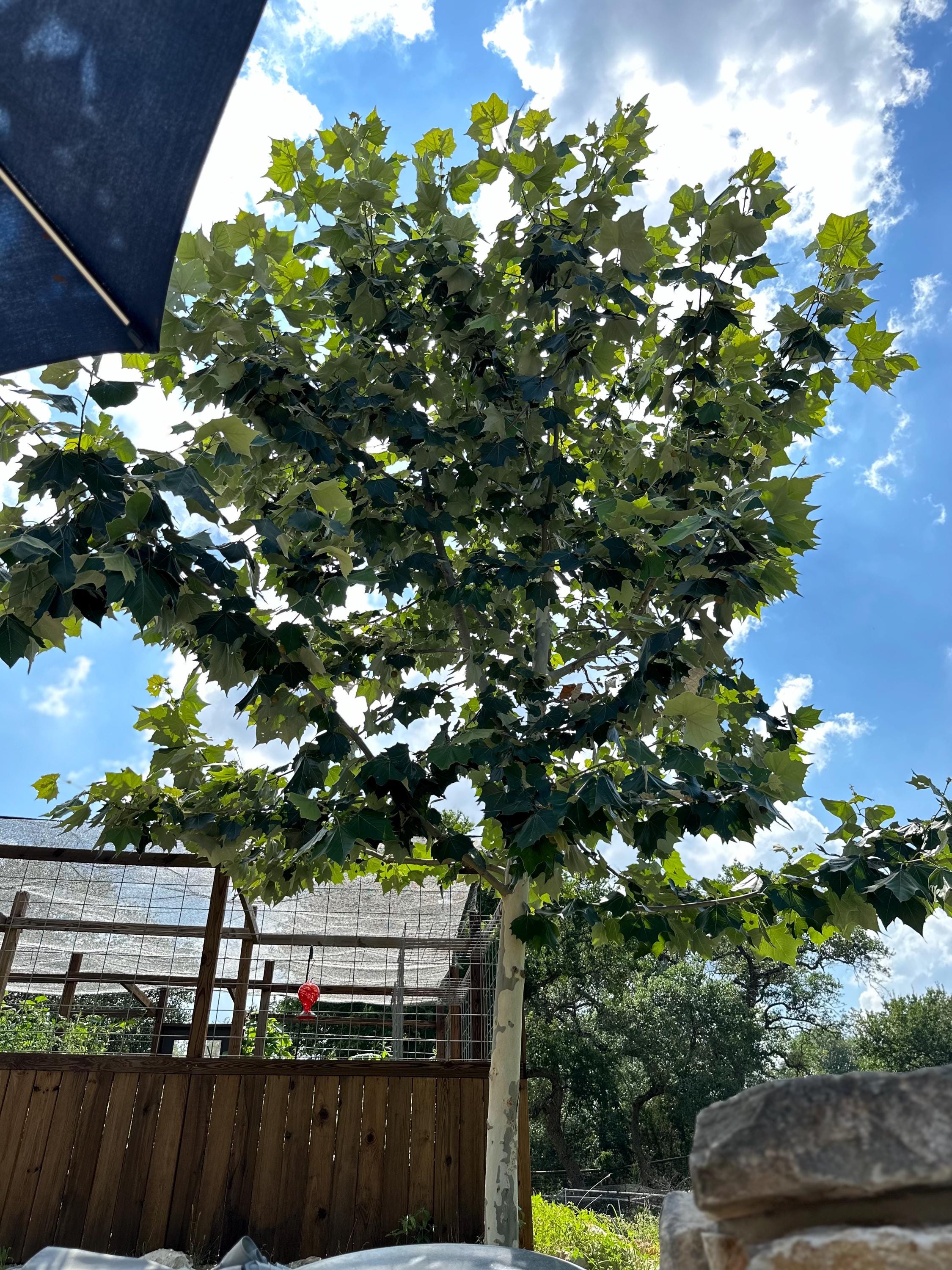 50 Mexican Sycamore (platanus Mexicana) Seeds - Etsy