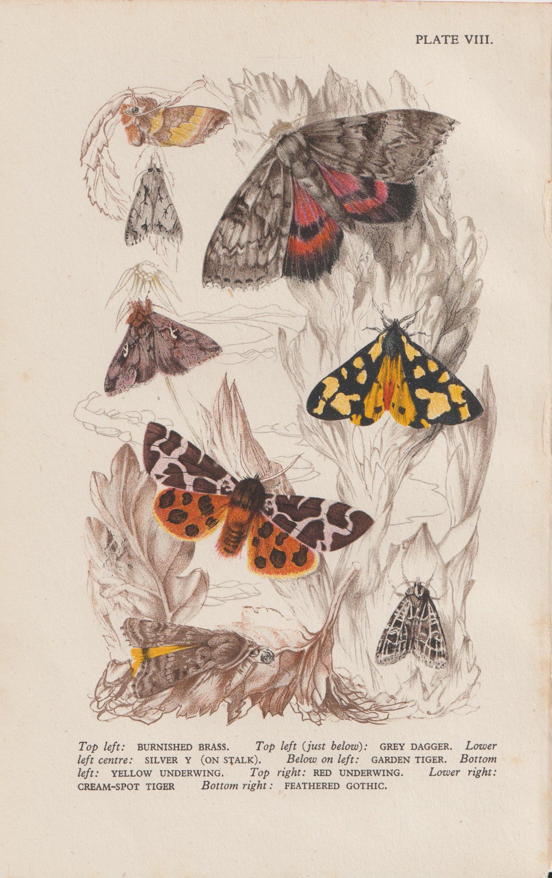 Antique Lithographic Moths Book Plate Great for Framing plate VIII - Etsy