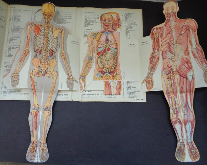 Antique Circa 1920 Fold-out Anatomical Chart - Anatomy of the Human ...