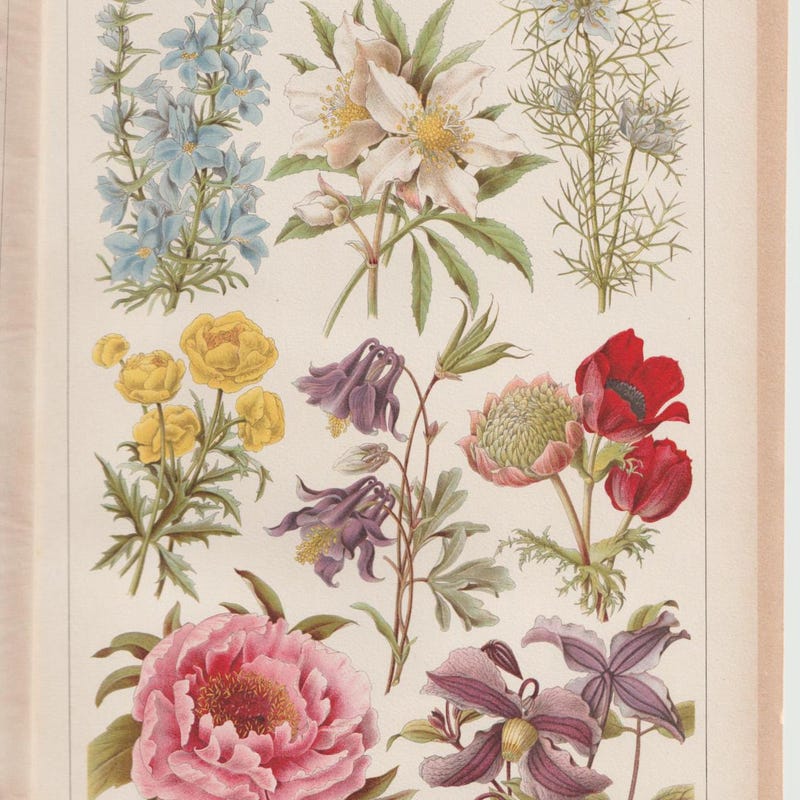 Botanical Book Plate - Etsy
