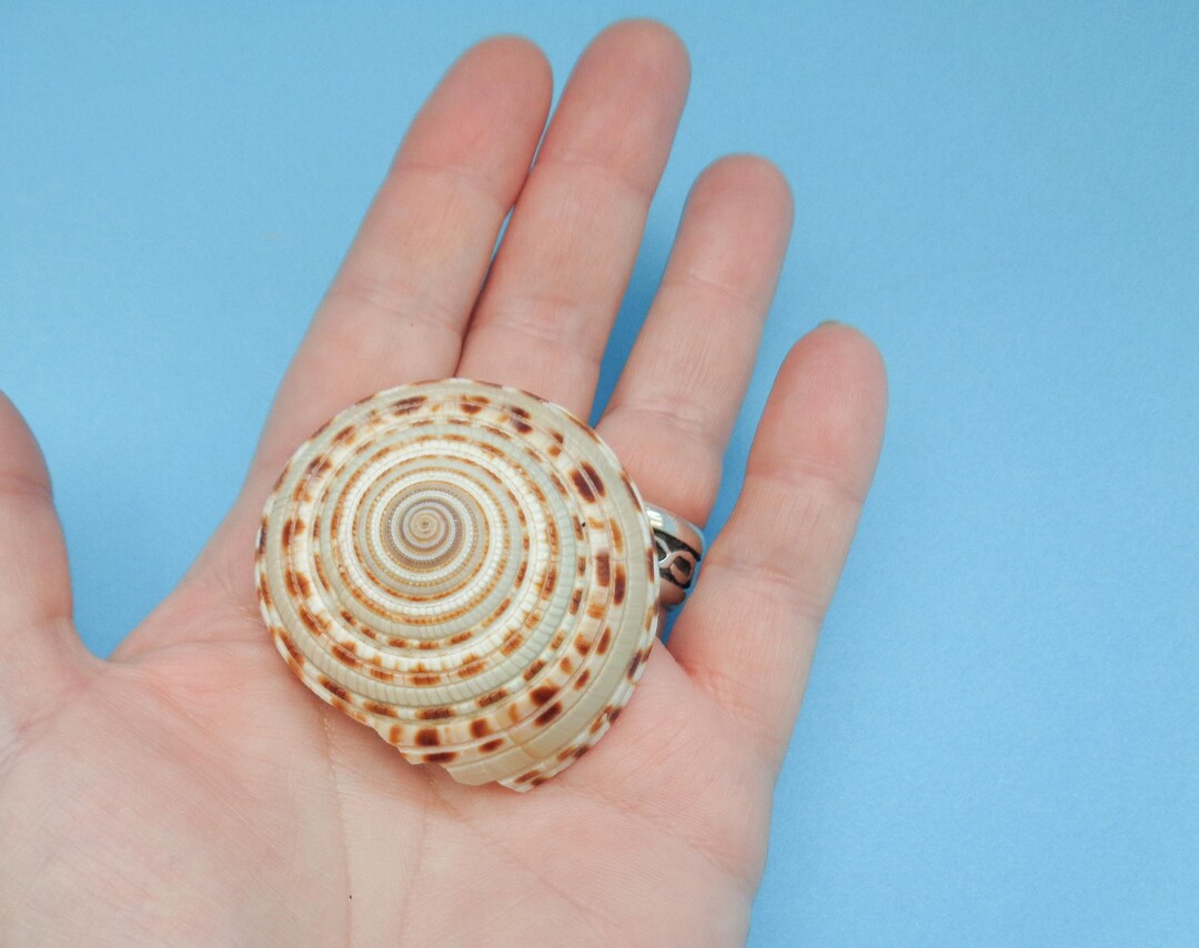 Beautiful Vintage Large Sundial Shell - Etsy